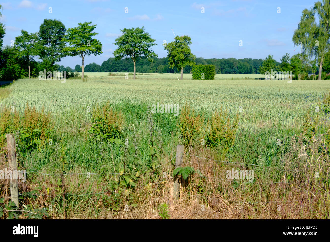 Summer in germany Stock Photo - Alamy