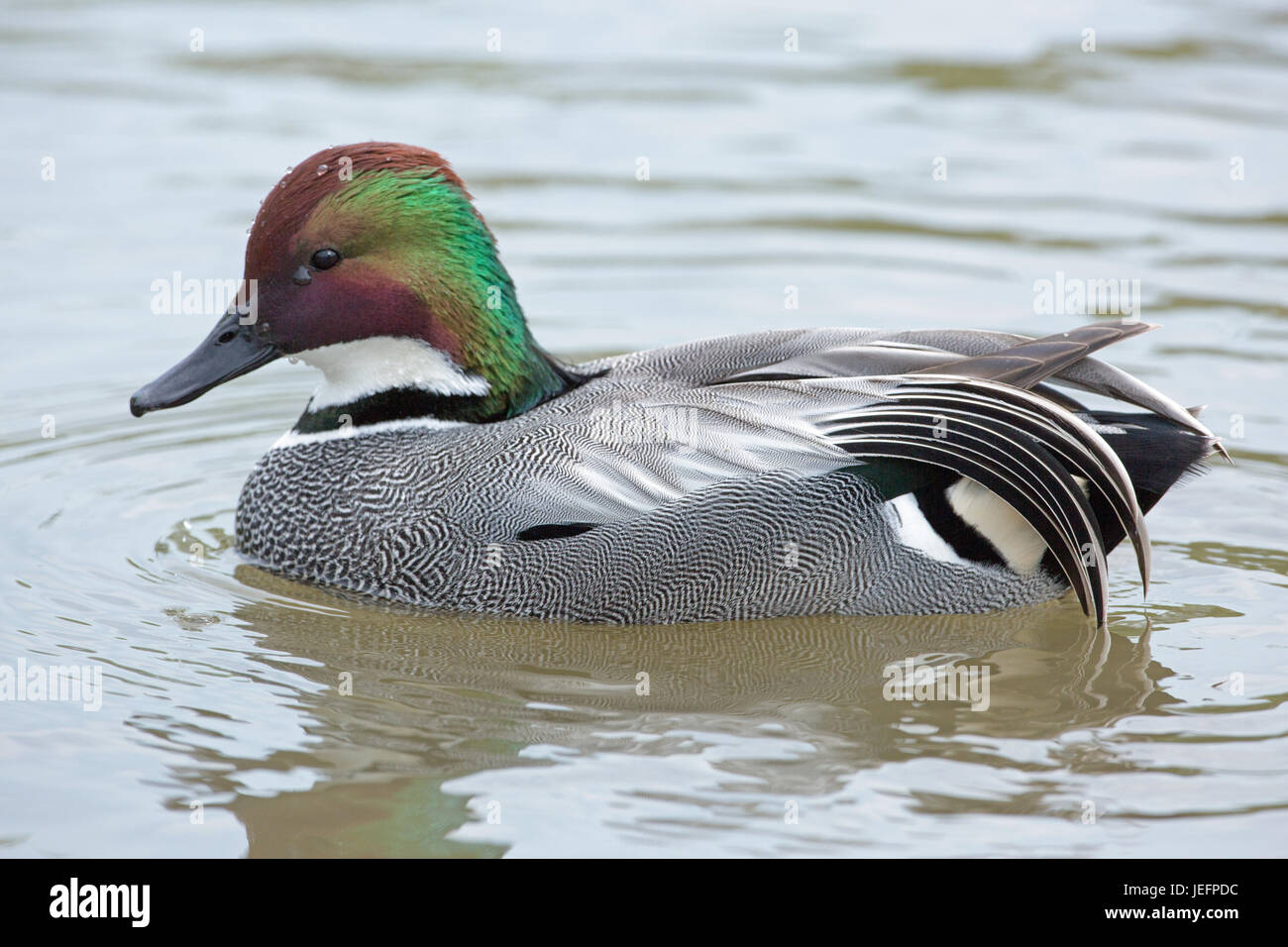 Falcated duck anas falcata hi-res stock photography and images - Alamy
