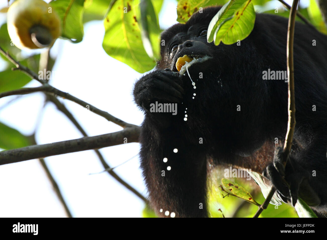 Yucatan black howler hi-res stock photography and images - Alamy