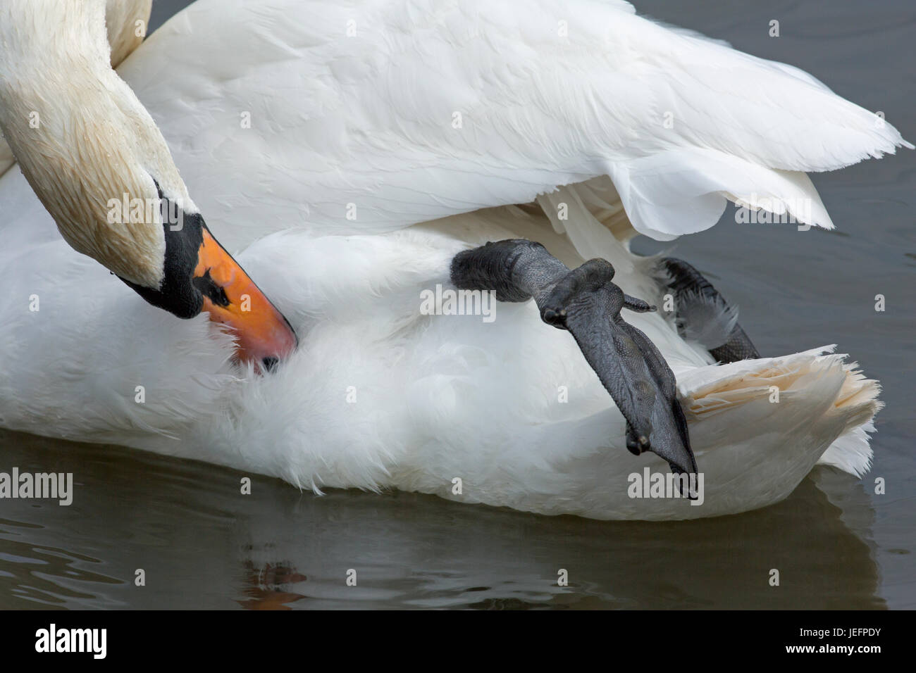 Royal swan hi-res stock photography and images - Alamy