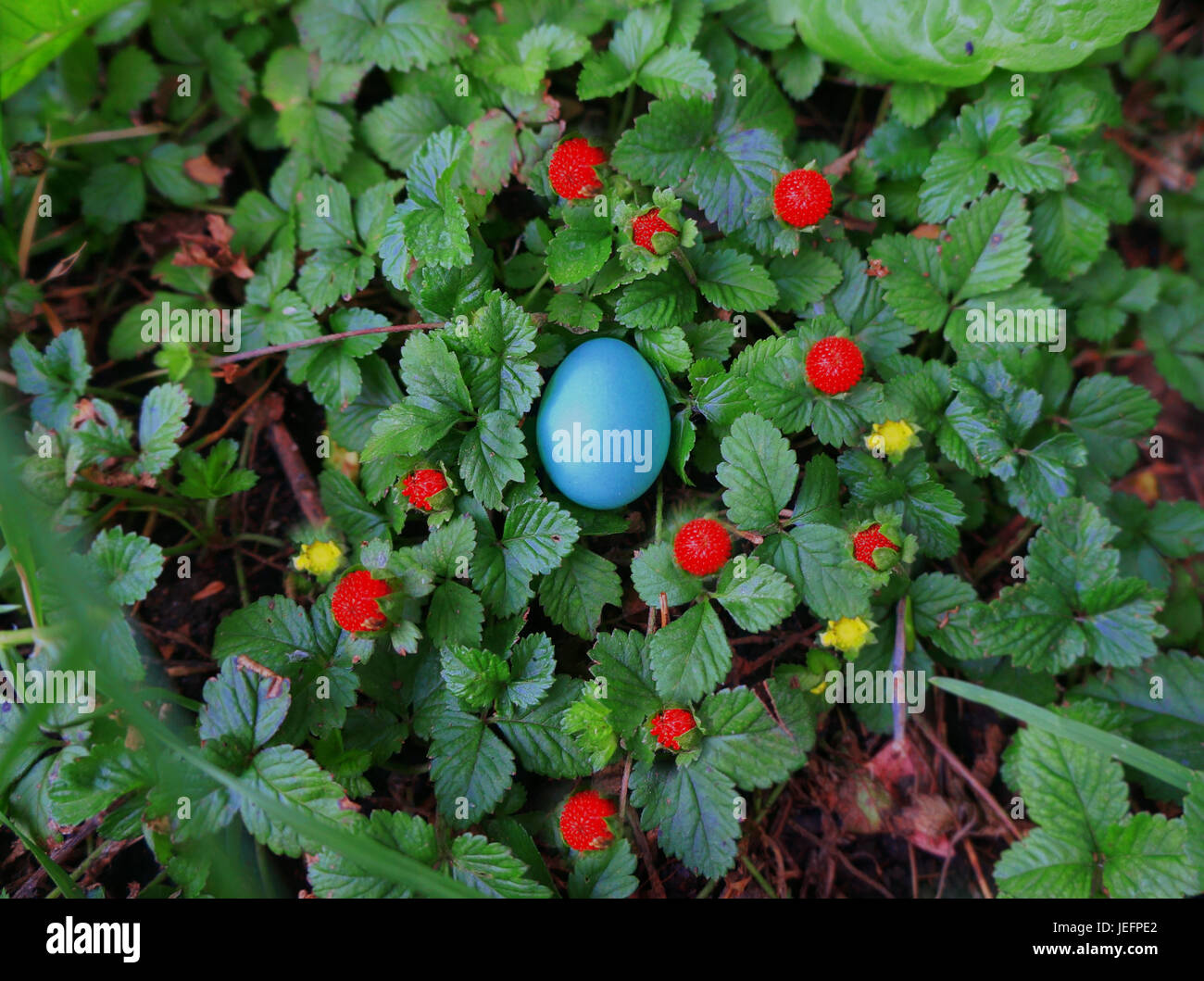 Unhatched robin egg, baby bird, egg, robin egg, spring, nature ...