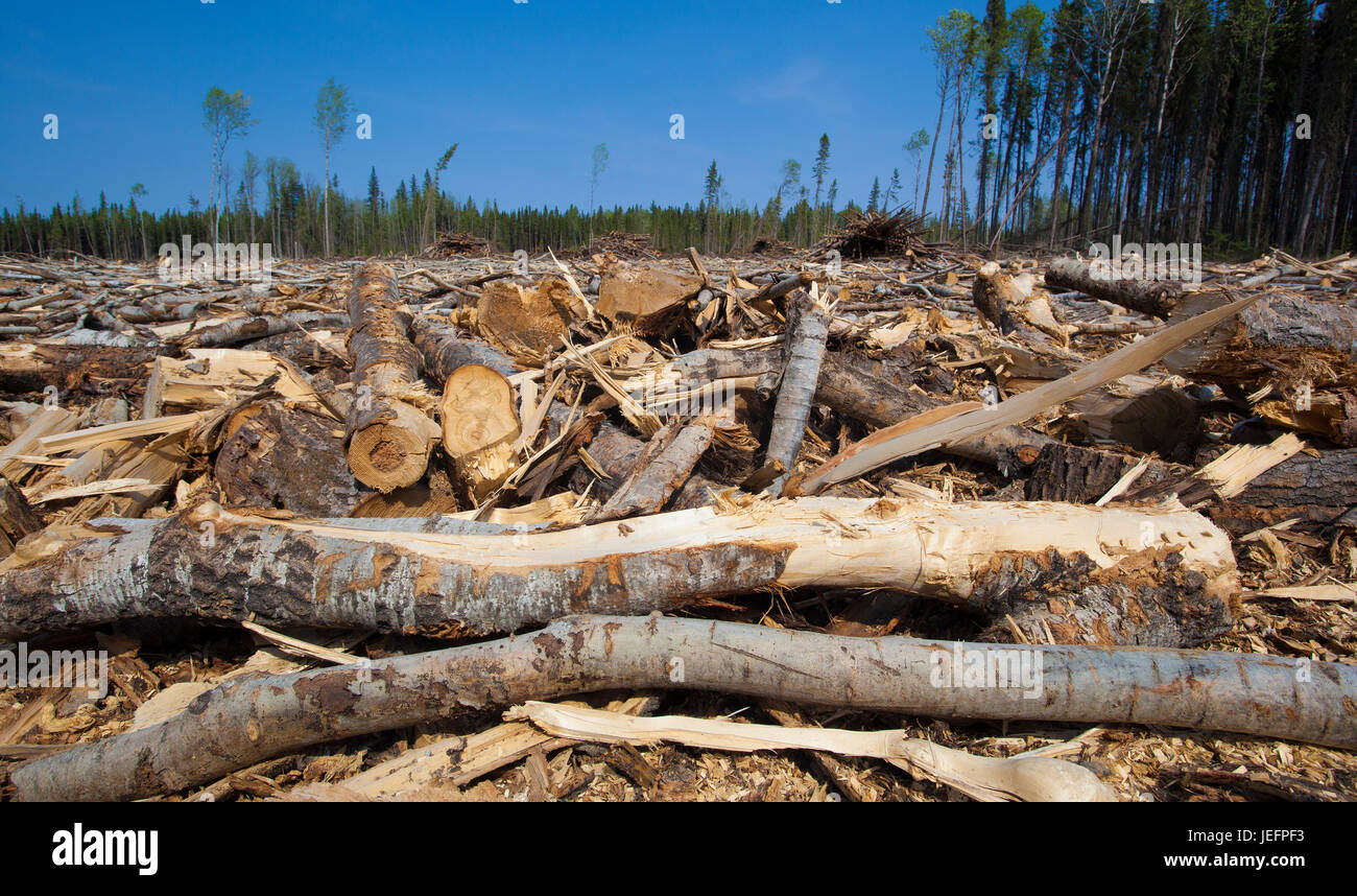 Logging In Saskatchewan High Resolution Stock Photography and Images ...