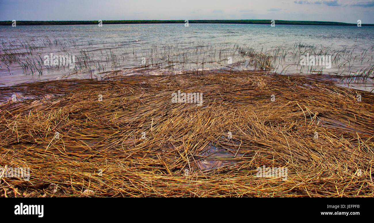 Dead reeds that are collected on the shore of Dore Lake in Saskatchewan ...