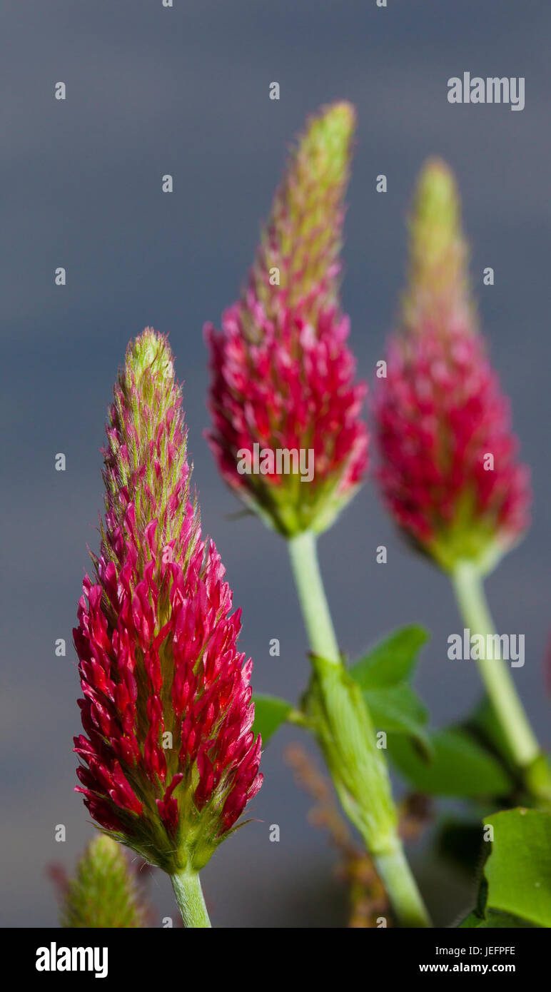 Three red clover flowers that are blooming in spring Stock Photo - Alamy