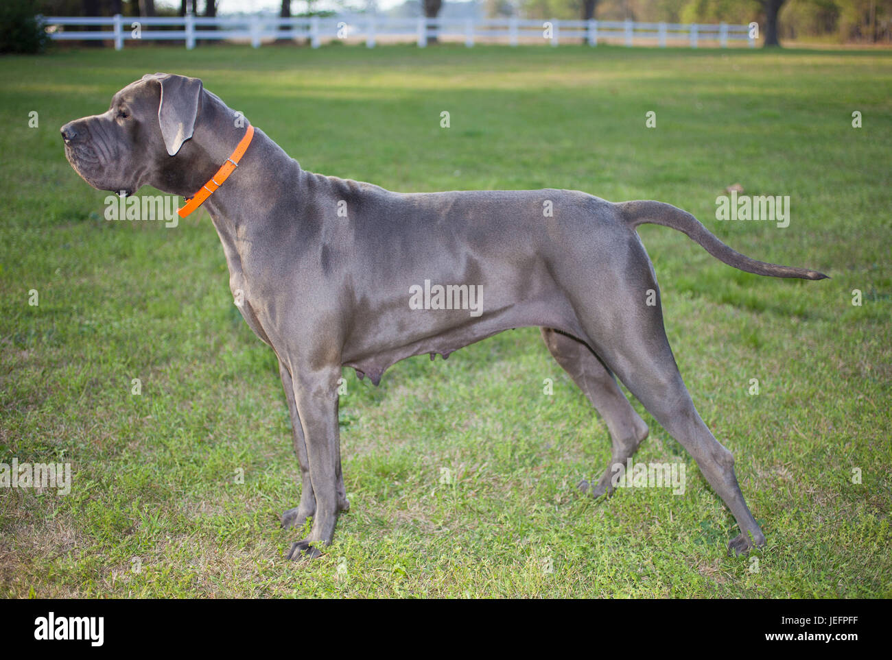 Gray Great Dane purebred looking at something on a grassy field Stock ...