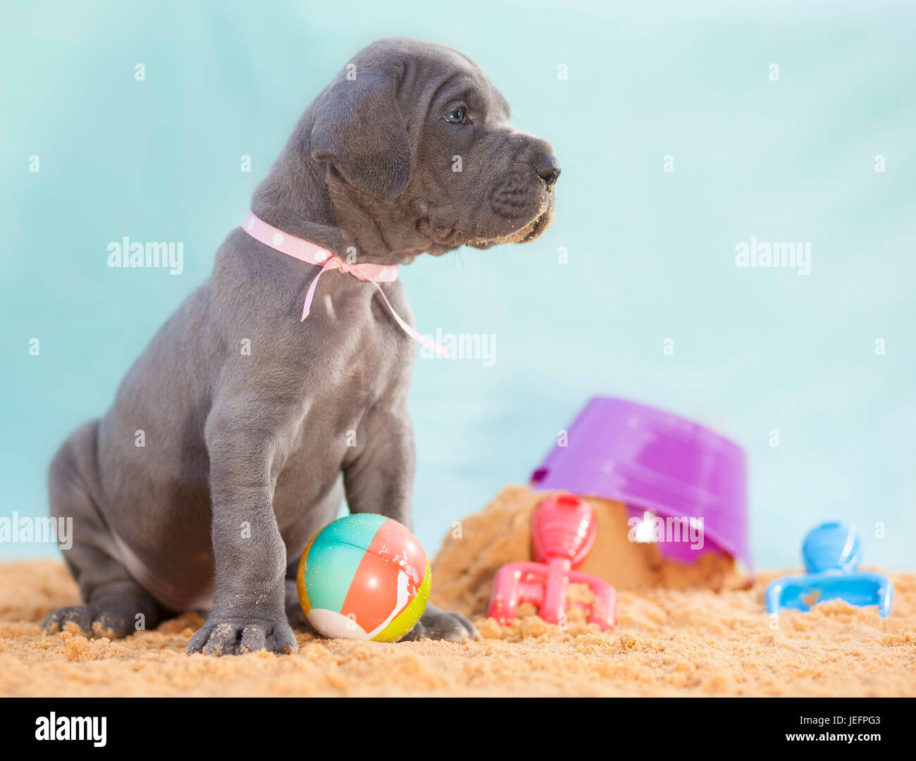 Grey Great Dane puppy that is four weeks old on a beach scene Stock ...