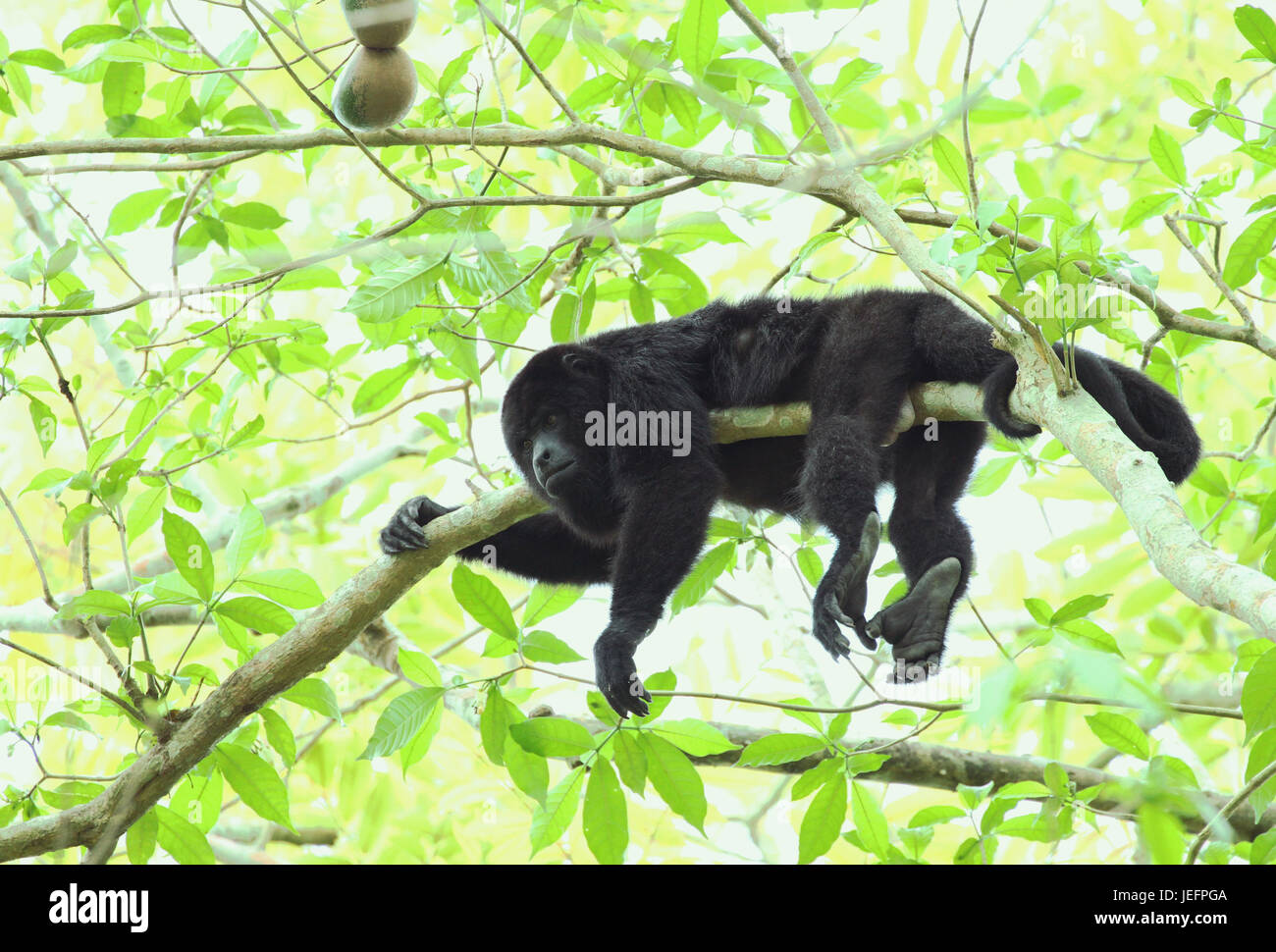 Guatemalan Black Howler Monkey - Male Stock Photo - Alamy