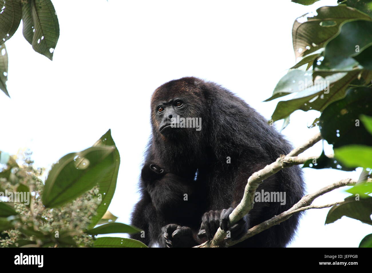 Guatemalan Black Howler Monkey with a Baby - Baboon Stock Photo - Alamy