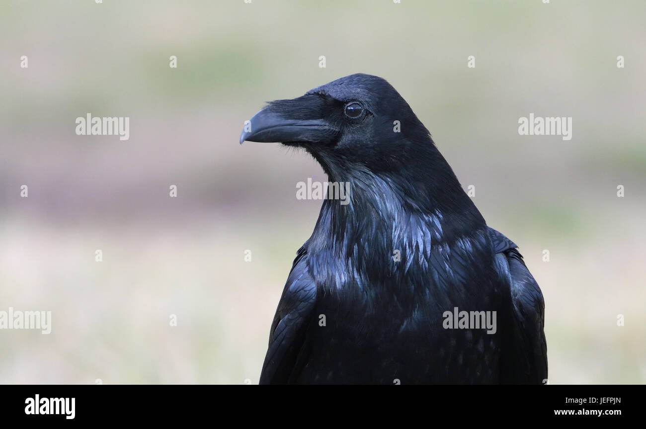 Portrait of a Raven with loads of feather detail and contrast between ...
