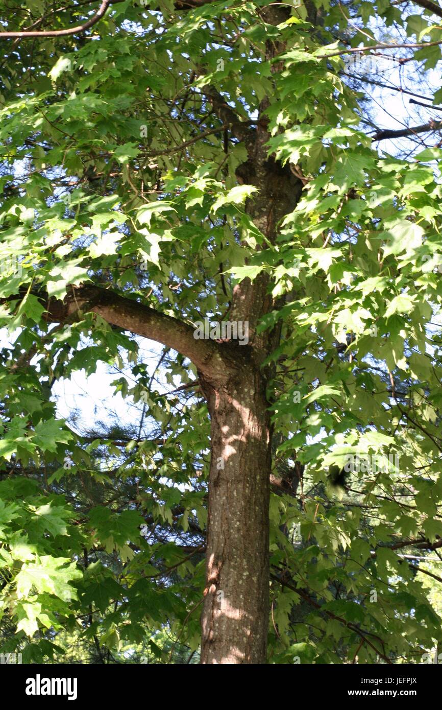 Outside images of tress and plants throughout the yard and the ...