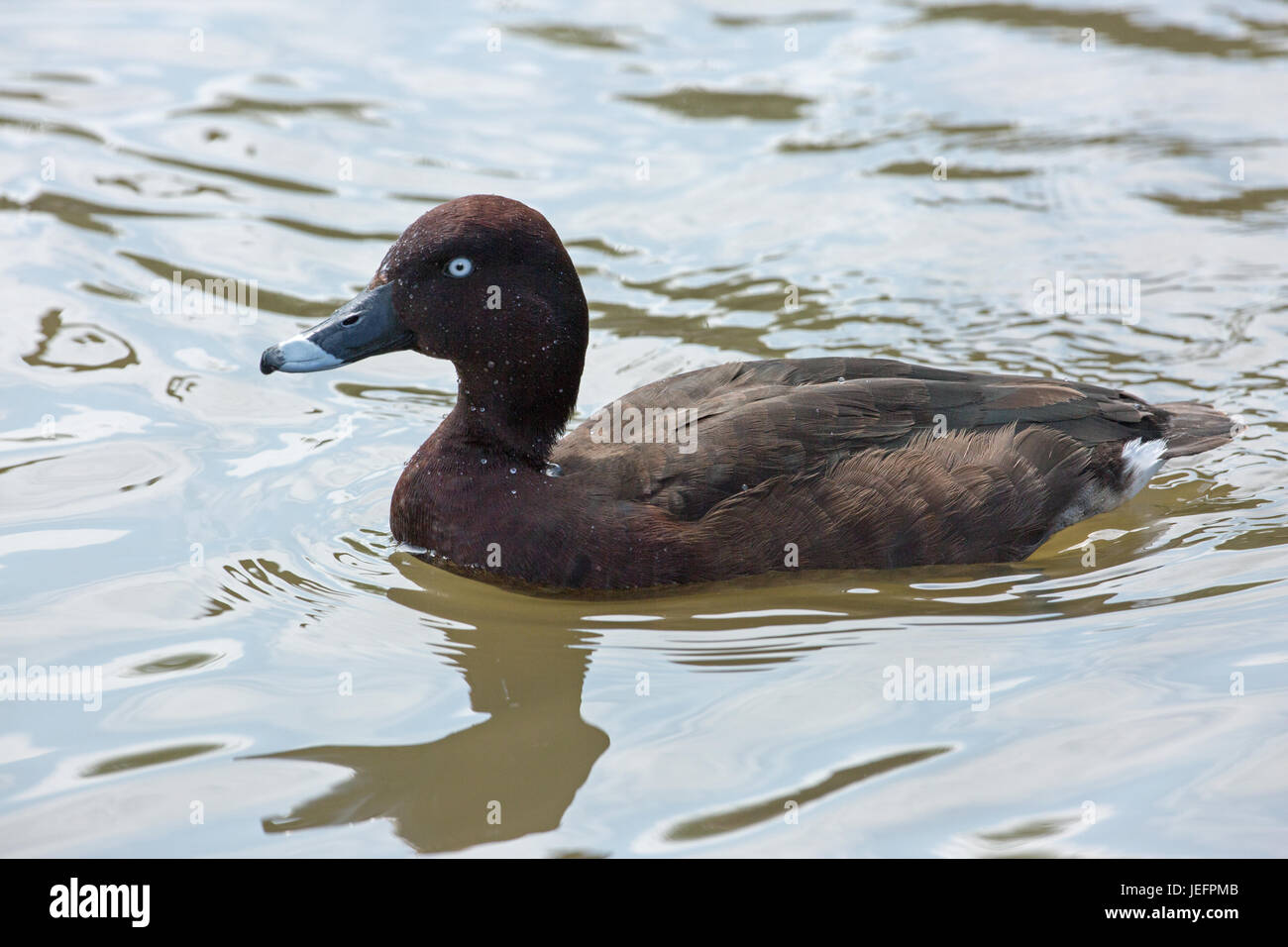 Australian hardhead duck hi-res stock photography and images - Alamy