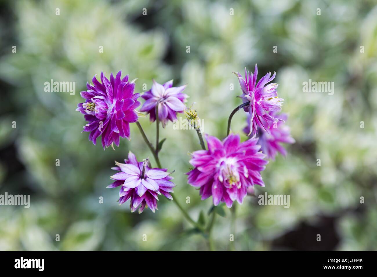 Canadian spring wildflowers hi-res stock photography and images - Alamy