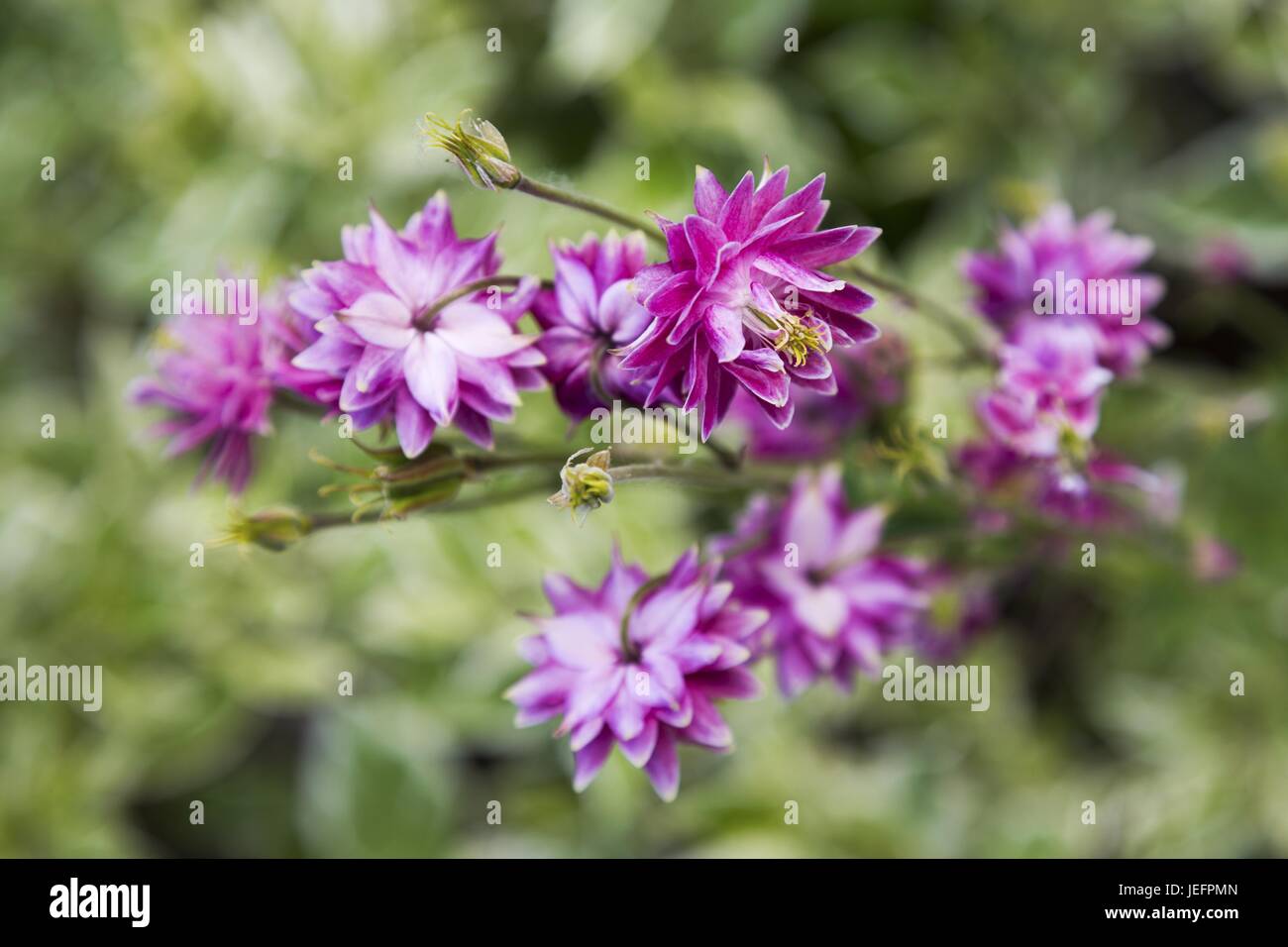 Canadian spring wildflowers hi-res stock photography and images - Alamy