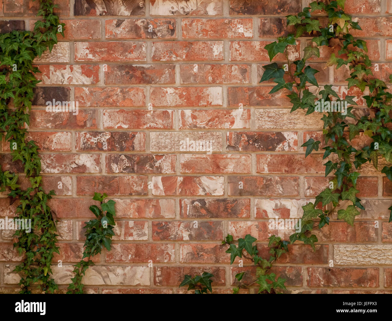 Structure of ivy hi-res stock photography and images - Alamy