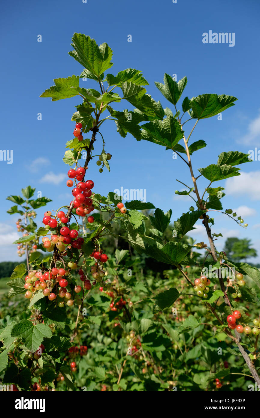 Summer in germany Stock Photo - Alamy