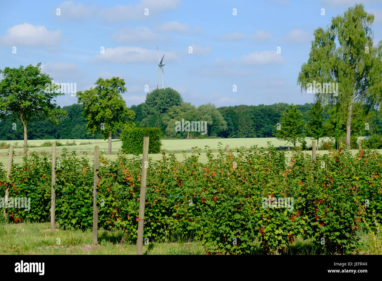 Summer in germany Stock Photo - Alamy