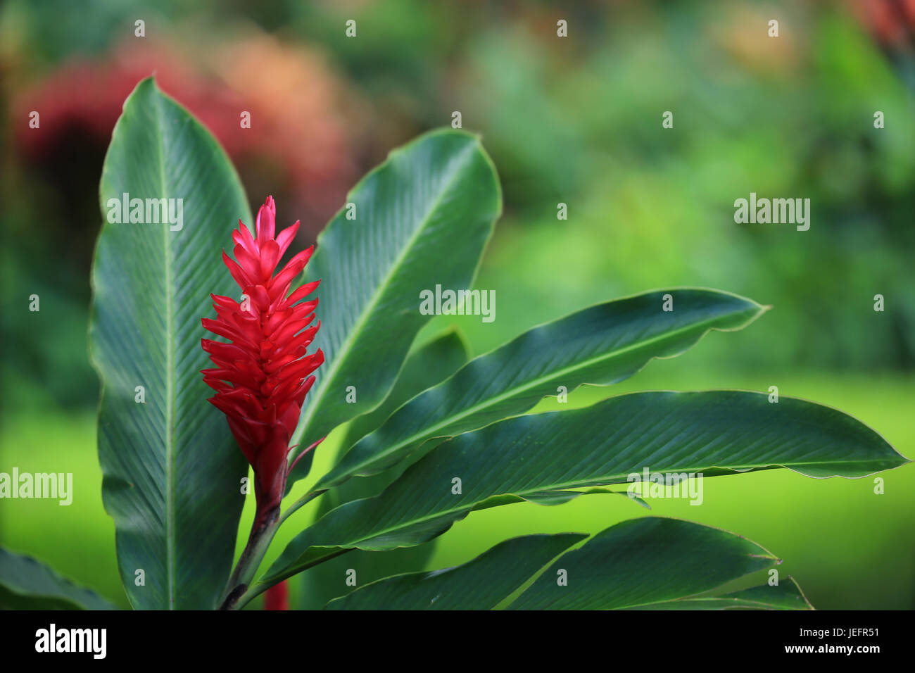 Pink cone ginger hi-res stock photography and images - Alamy