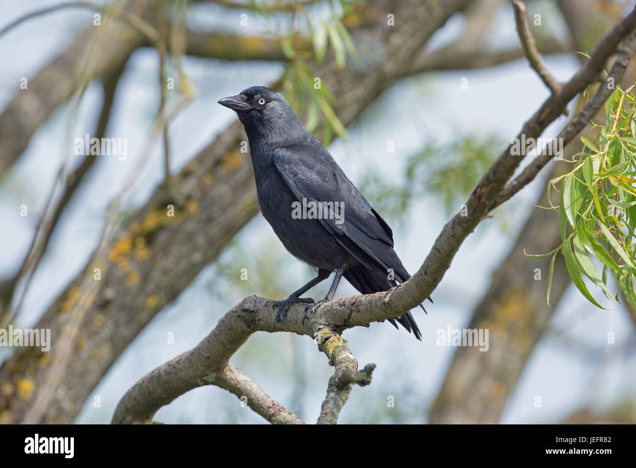 Jackdaw identification hi-res stock photography and images - Alamy