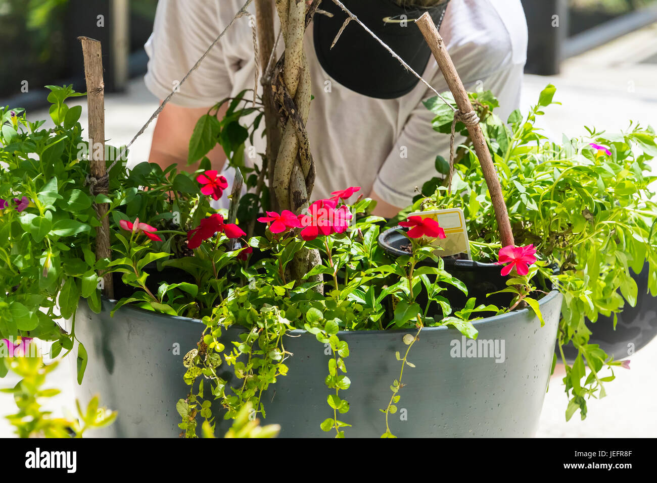 Planting tree in pot hi-res stock photography and images - Alamy