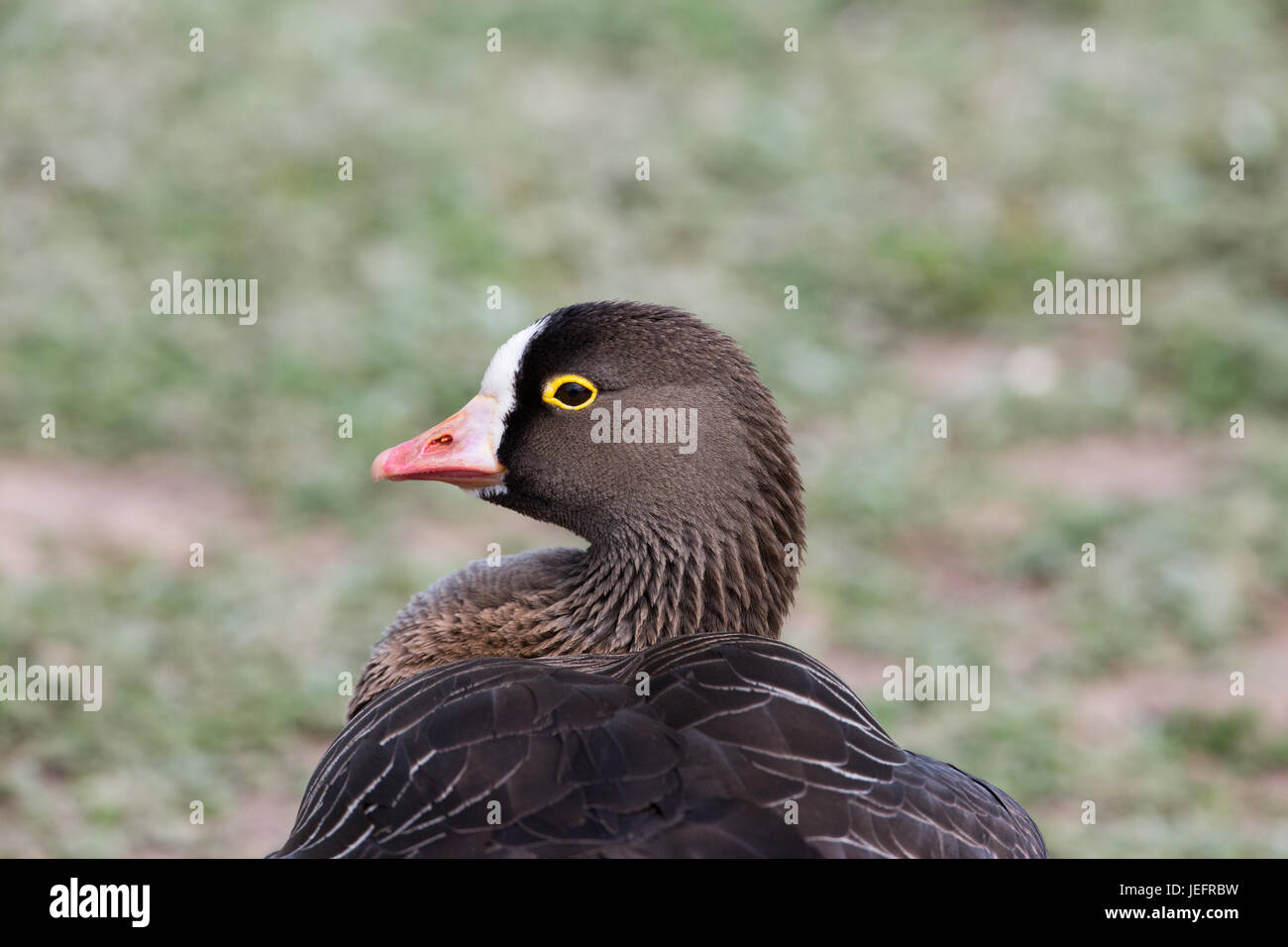 Beak and eye lids hi-res stock photography and images - Alamy