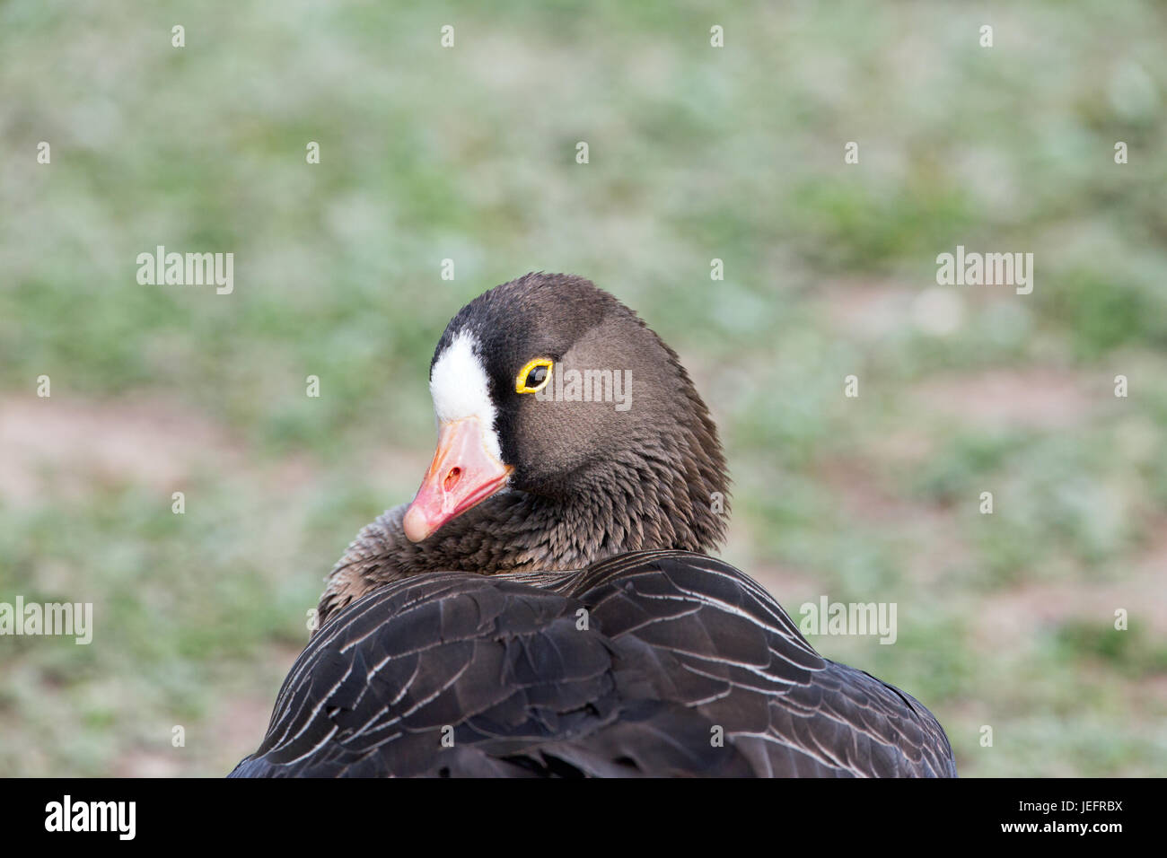 Lesser White-fronted Goose Anser erythropus. A break whilst preening ...