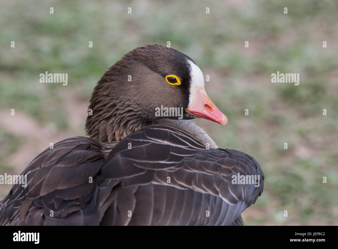 Lesser White-fronted Goose Anser erythropus. Detail of head and beak ...