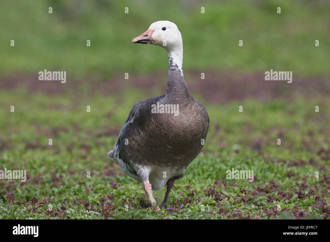 Blue phase snow goose hi-res stock photography and images - Alamy