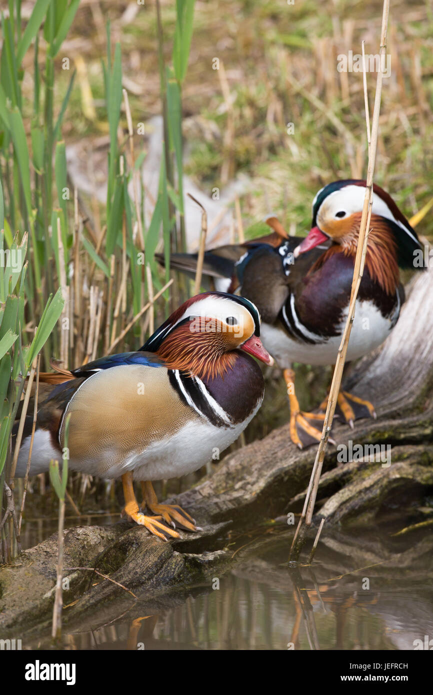 Two mandarin drakes hi-res stock photography and images - Alamy