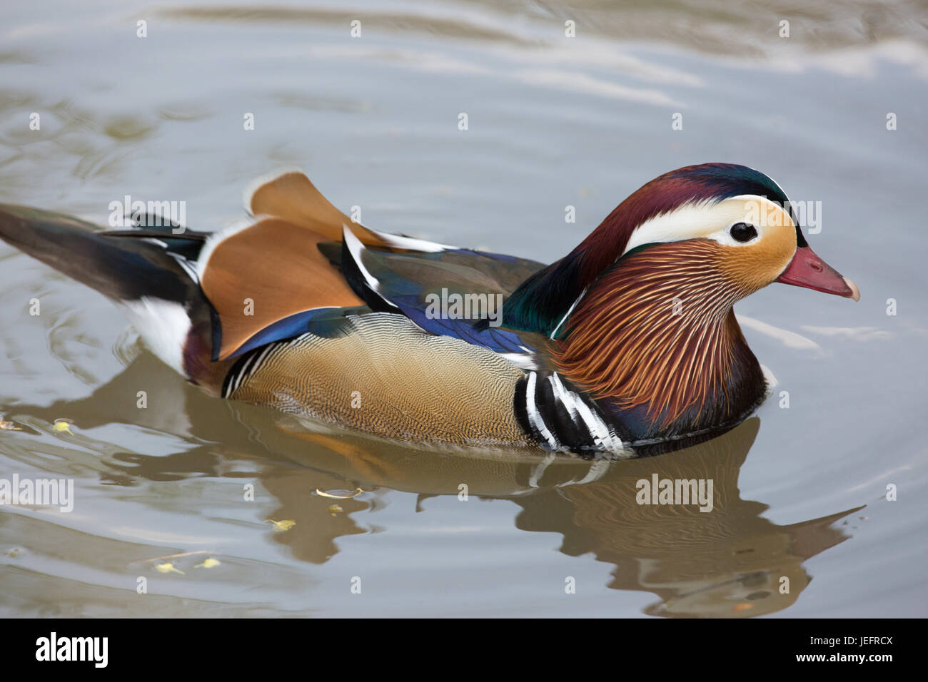 Back view of duck hi-res stock photography and images - Alamy
