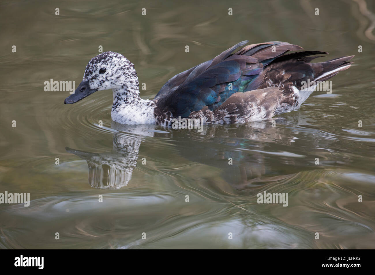 SOUTH AMERICAN COMB DUCK SARKIDIORNIS MELANOTOS CARUNCULATUS. Female ...
