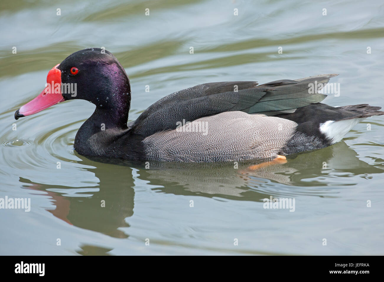 Rosybill netta peposaca male drake pochard aythyini pochards sou hi-res ...