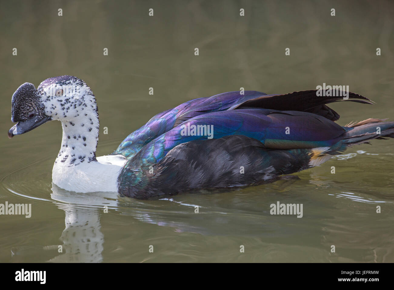South American Comb Duck Sarkidiornis melanotos carunculatus. Drake or ...