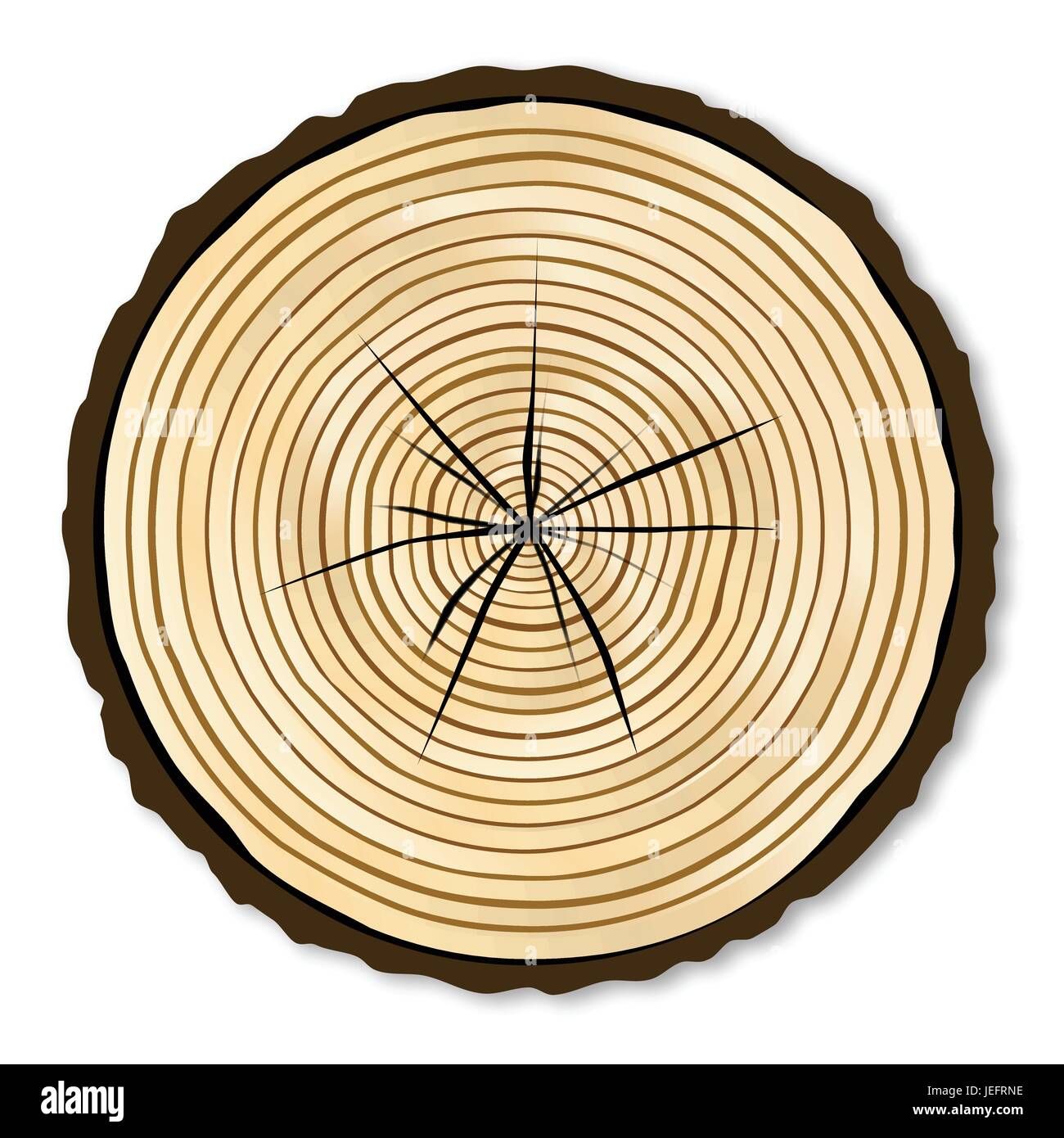 A pale wood timber end section over a white background Stock Vector ...