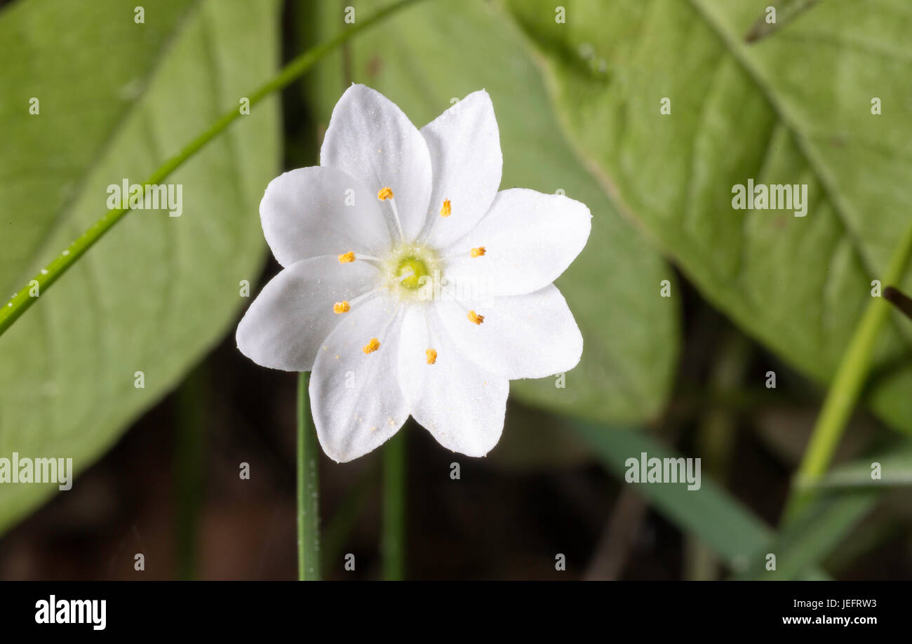 Starflower close up hi-res stock photography and images - Alamy