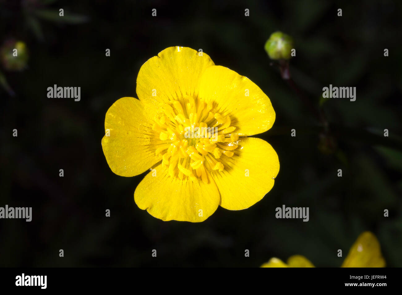 Yellow buttercup flower hi-res stock photography and images - Alamy