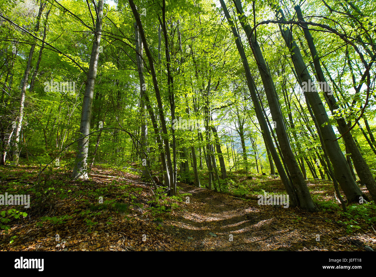 Forest in Chamonix valley in spring, France Stock Photo - Alamy
