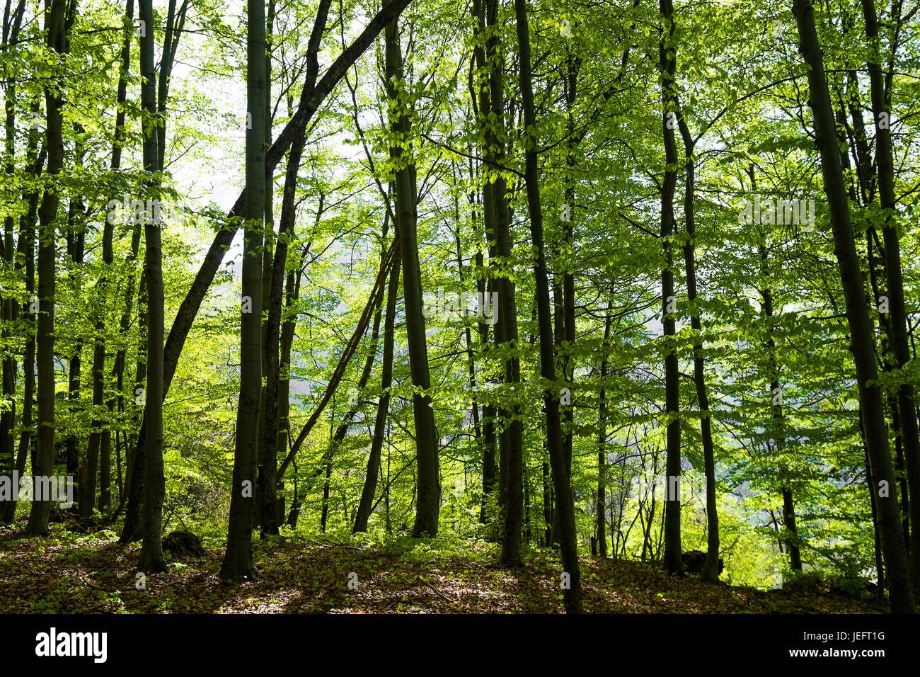 Forest in Chamonix valley in spring, France Stock Photo - Alamy
