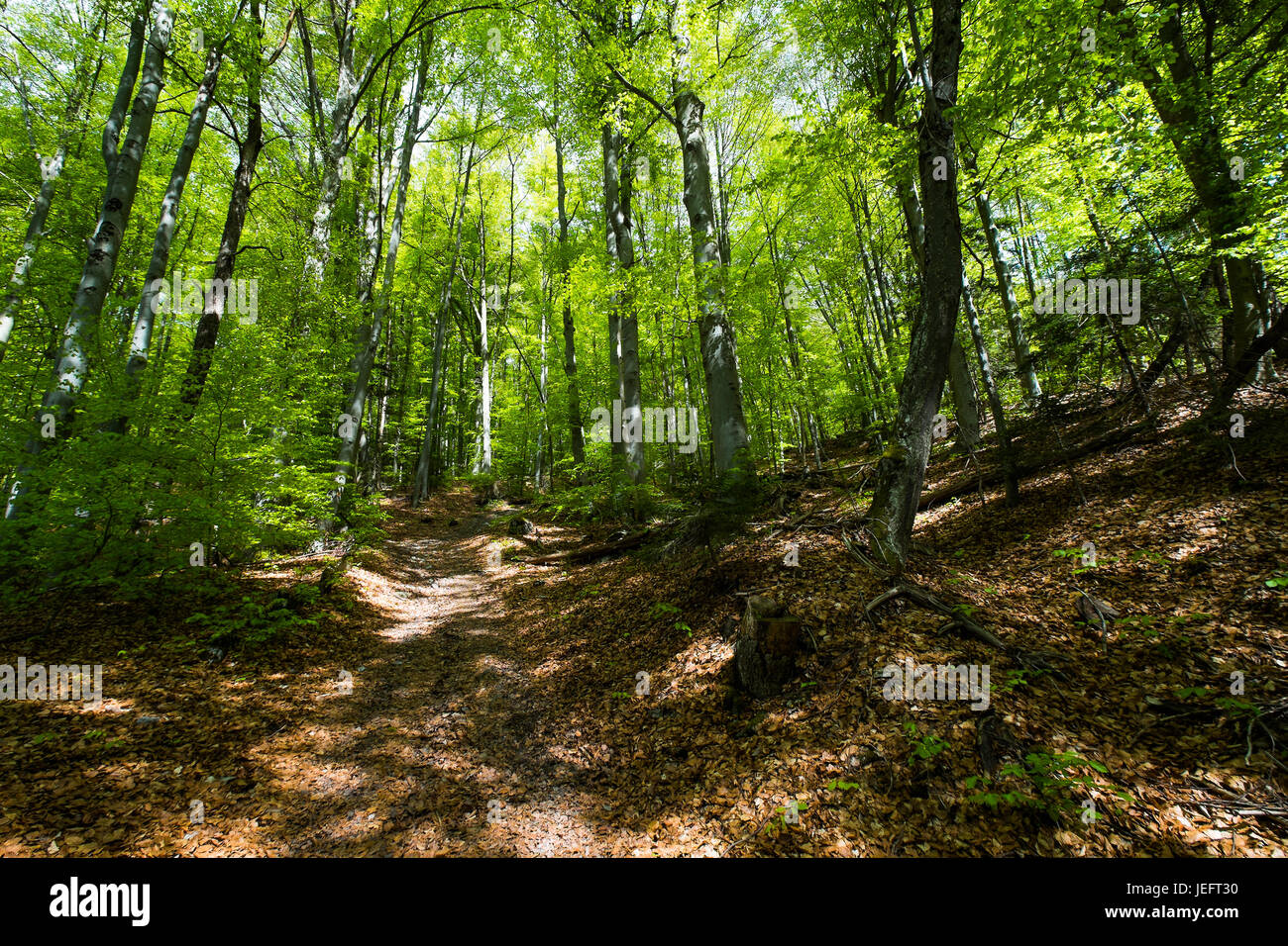 Forest in Chamonix valley in spring, France Stock Photo - Alamy