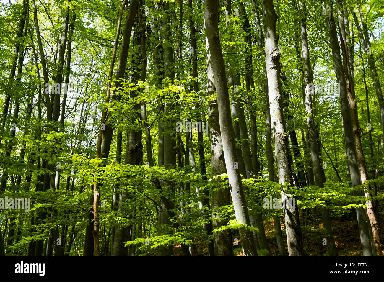 Forest in Chamonix valley in spring, France Stock Photo - Alamy