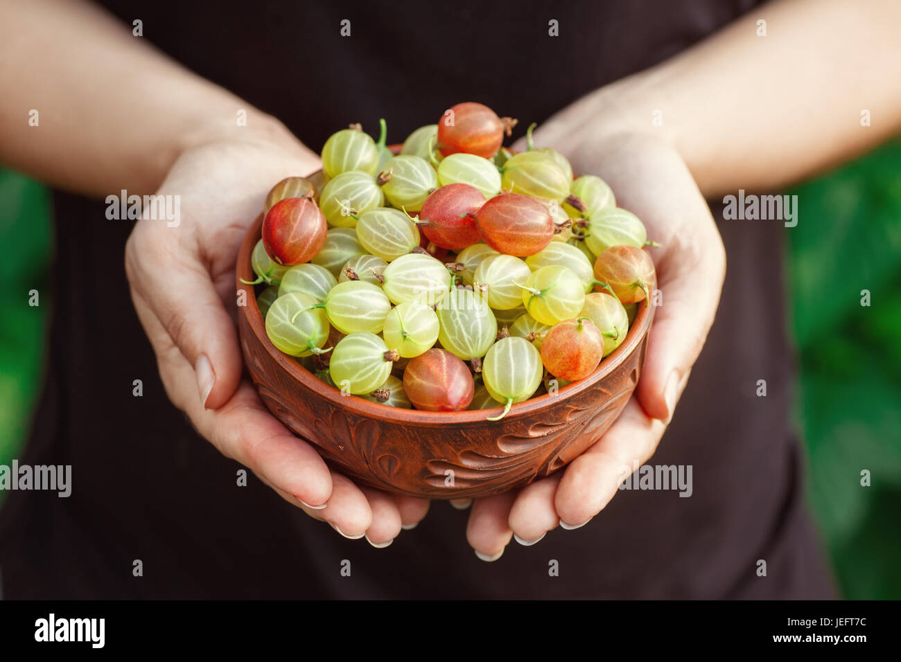 closeup gooseberries in bowl at female hands. Gardening, agriculture ...