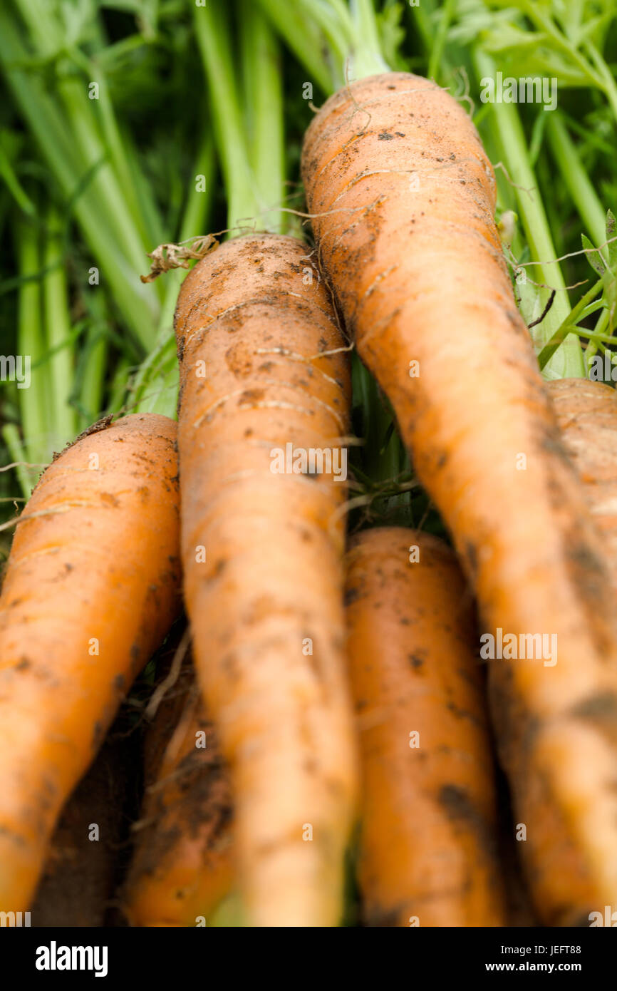 Fresh picked organic homegrown carrots close up backgrounds. Vertical ...