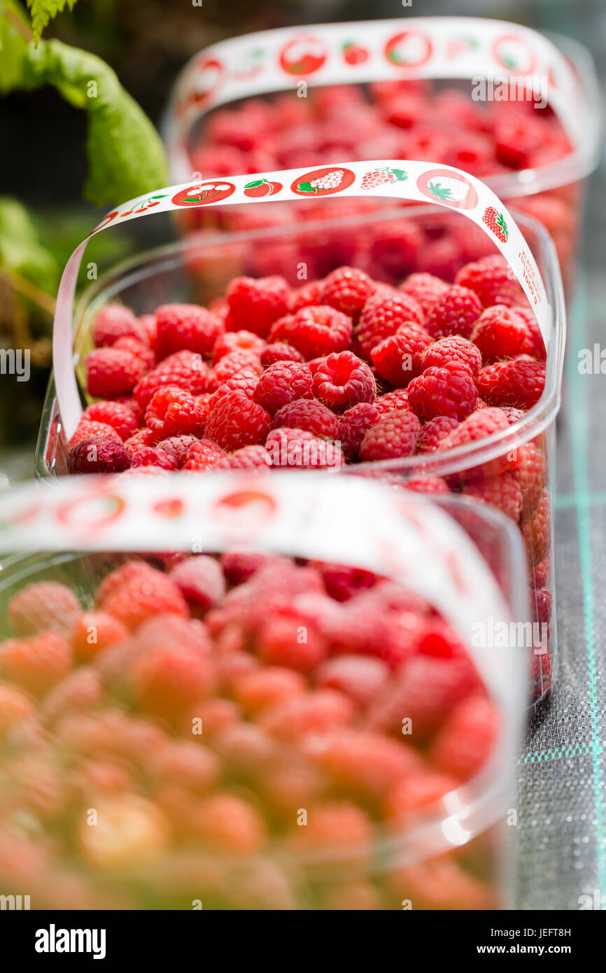 Raspberries background hi-res stock photography and images - Alamy