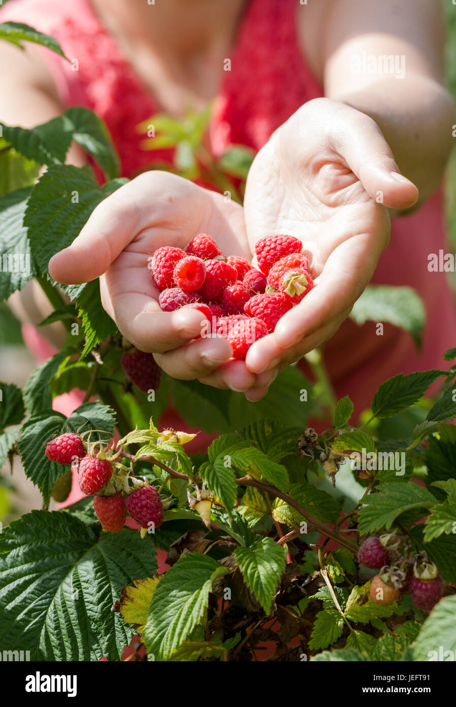Young women share raspberries holding in hands. Vertical close up ...