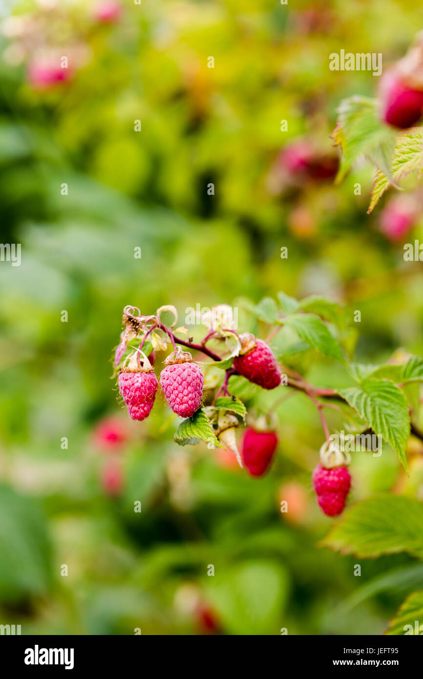 Natural organic raspberries in hi-res stock photography and images - Alamy