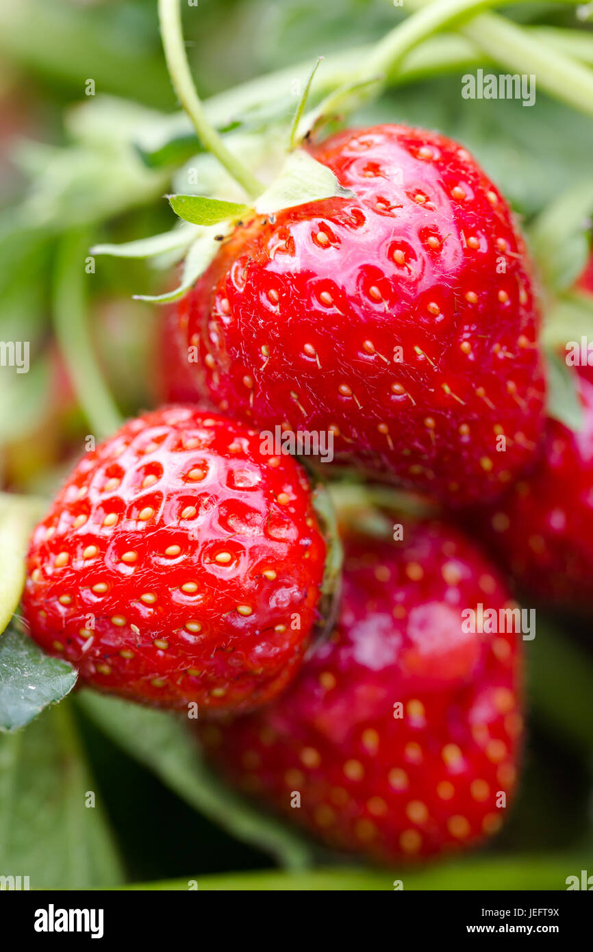 English red strawberry hi-res stock photography and images - Alamy