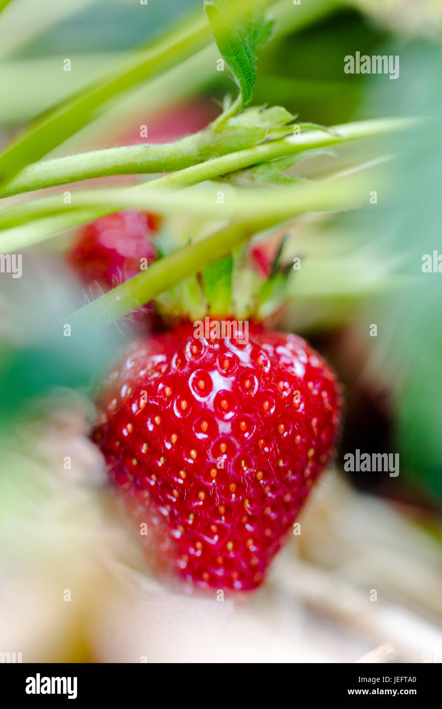 Intensive red strawberries ripe in summer sun on branch close up ...