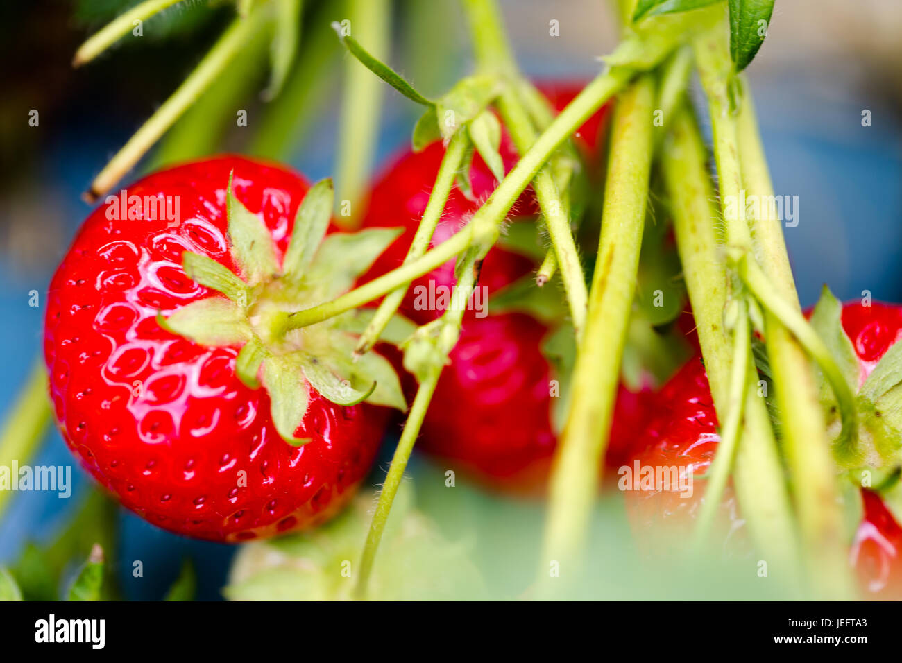 Intensive red strawberries ripe in summer sun on branch close up ...