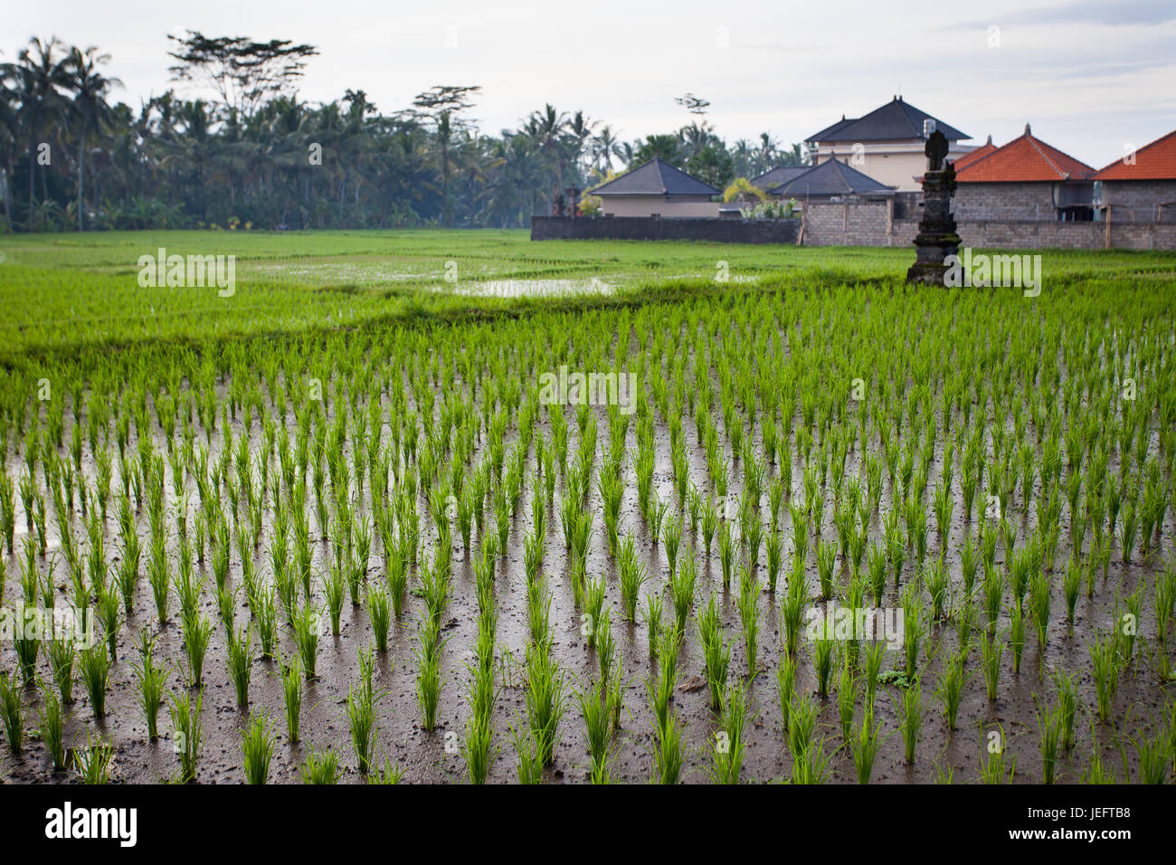 The green shoots of the rice plantations on the background of white ...