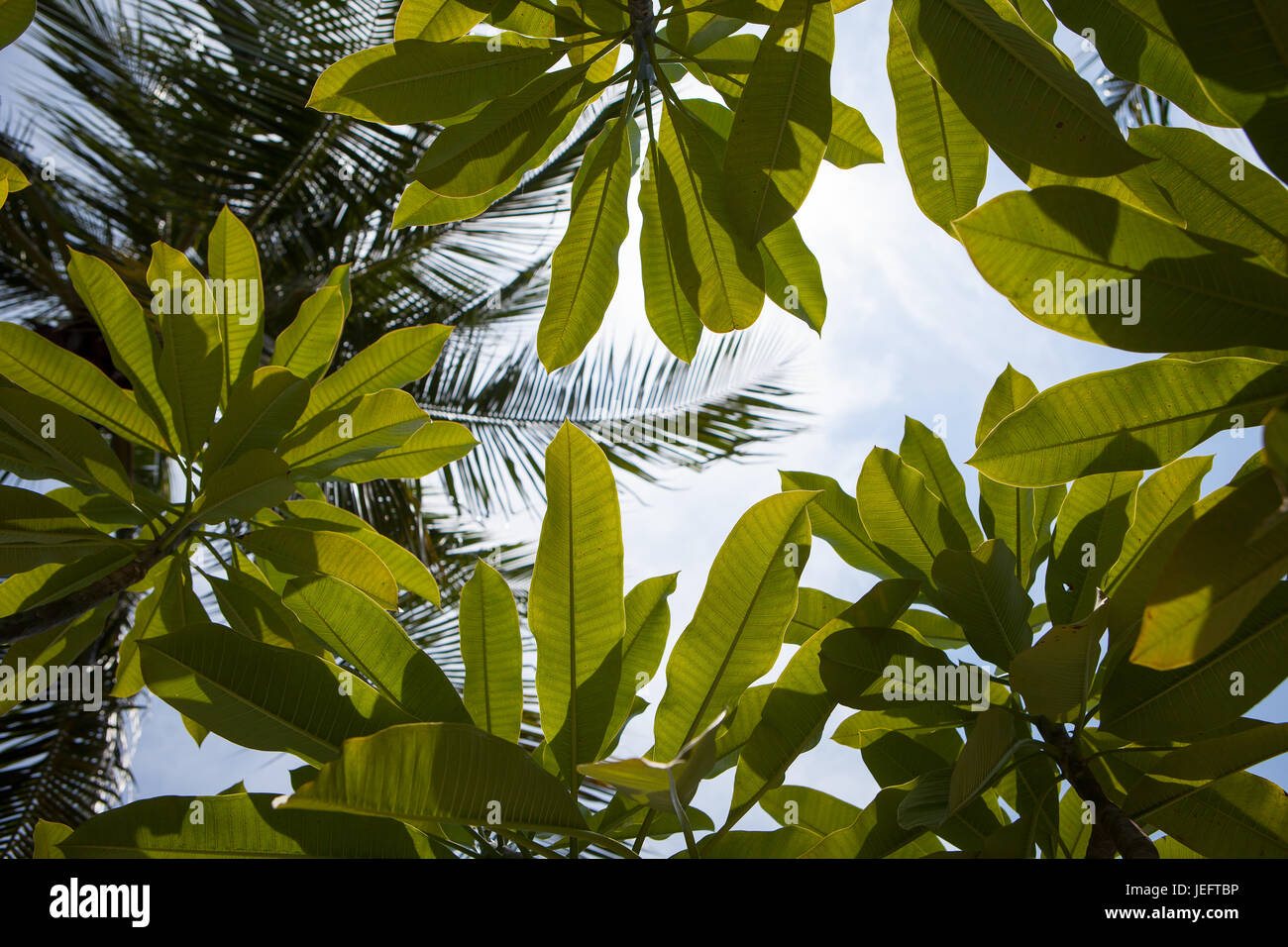 Frangipani tree branches against a blue sky Stock Photo - Alamy