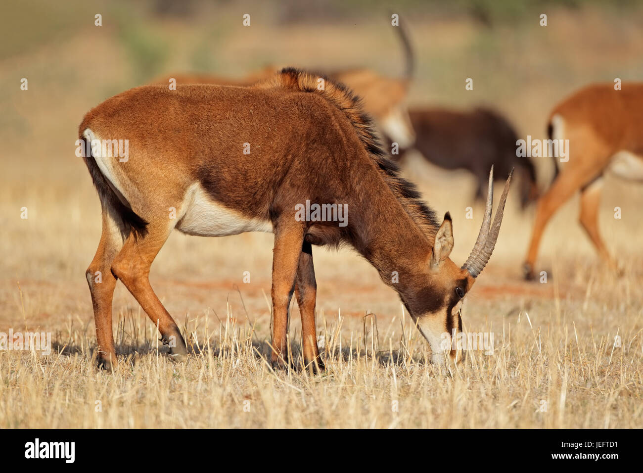 Female sable antelope (Hippotragus niger) grazing, South Africa Stock ...